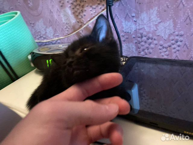 Котенок в добрые руки