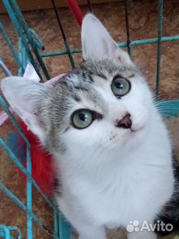 Котенок Кнопа