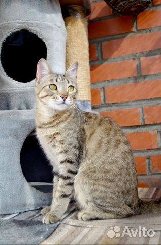 Отдам котенка