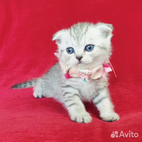 Шотландские вислоухие котята