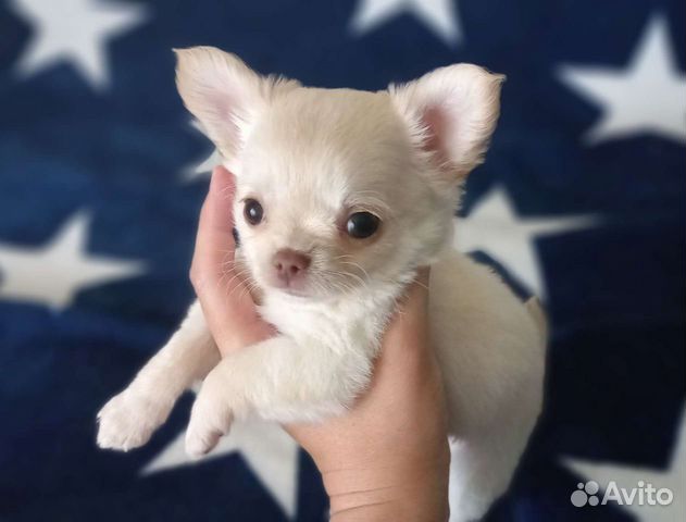Щенки чихуахуа