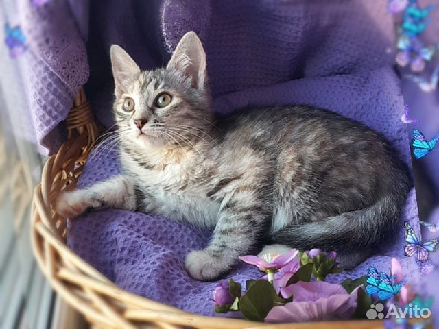 Котёнок 2,5 месяца в добрые ручки