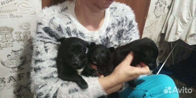 Шенки чёрной немецкой овчарки