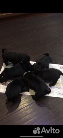 Щенки мопса