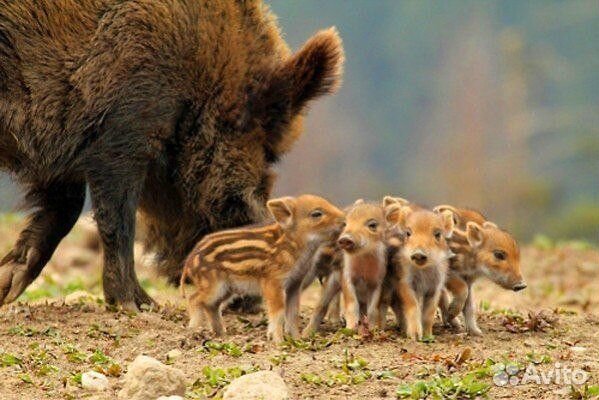 Продам месячных кабанчиков от самки отсажены едят