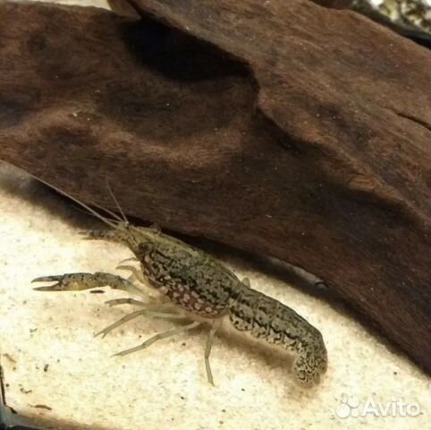 Мраморный рак детки