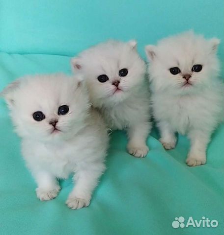 Персидская шиншилла