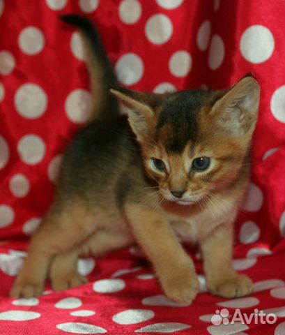 Настоящие абиссины,чаузи ф4,гибриды с бенгалкой