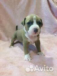 Предлагаем щенков стаффа парни и девочки