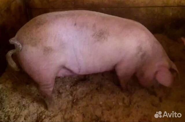 Свинья супоросная и хряк