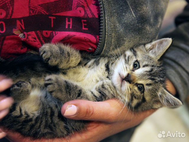 Котенок Бо в добрые руки