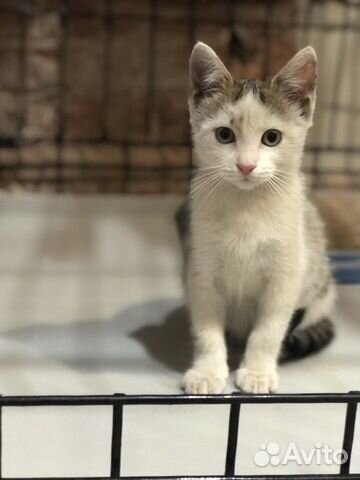 Котёнок Яся