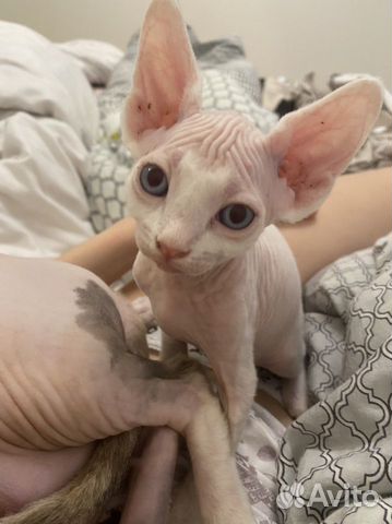 Котенок Канадский сфинкс