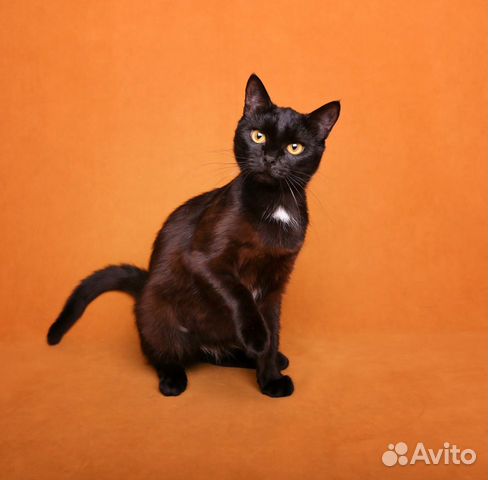 Молодой ласковый котик ищет дом