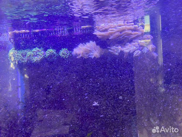 Живой песок и Cornularia - 20 см