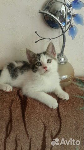 Смышленный и заводной мальчик ищет дом