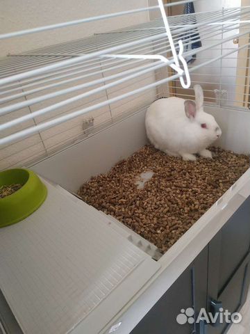 Декоративный кролик девочка 4 месяца