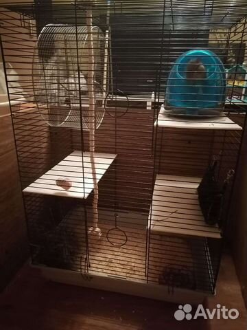 Белка дегу с клеткой