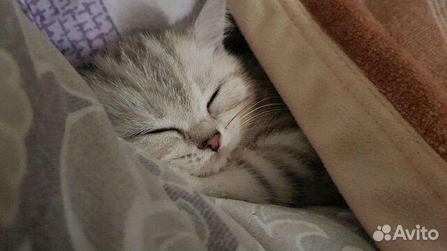 Котята шотландские мрамор