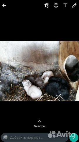 Самка, крольчиха с крольчатами