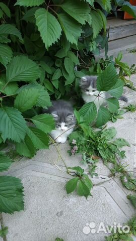 Котята в добрые руки даром