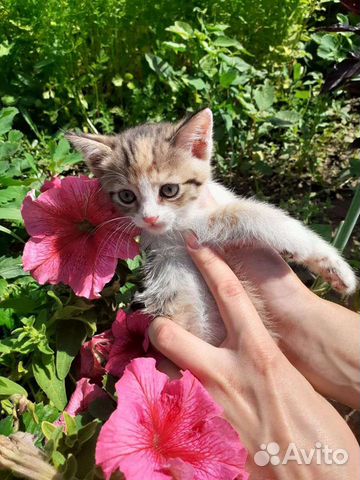 Котёночек в добрые руки