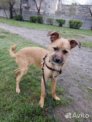 Ирландский терьер