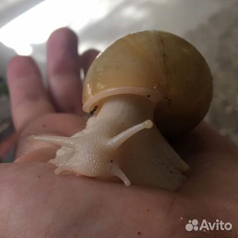Улитки ахатины бесплатно