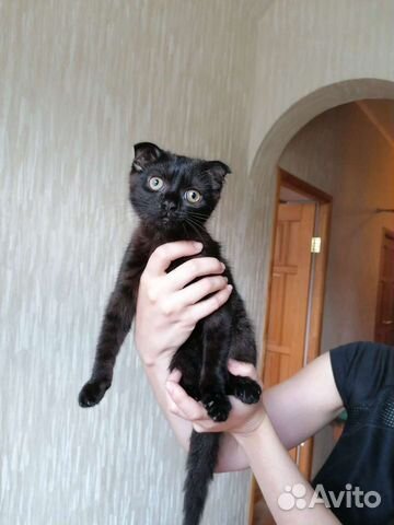 Котята метисы