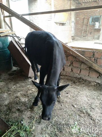 Бычок молодой 5 месяцев