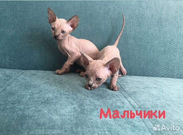 Канадский сфинкс котенок