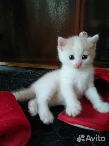 Котенок - мальчик