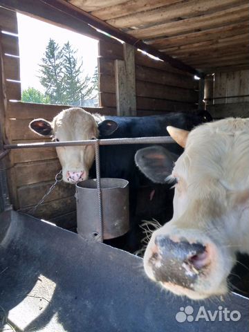 3 Бычка 1.3 года и Коровы, Цена договорная