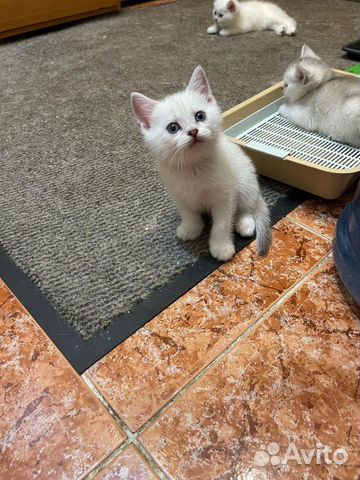 Британские котята шиншилла