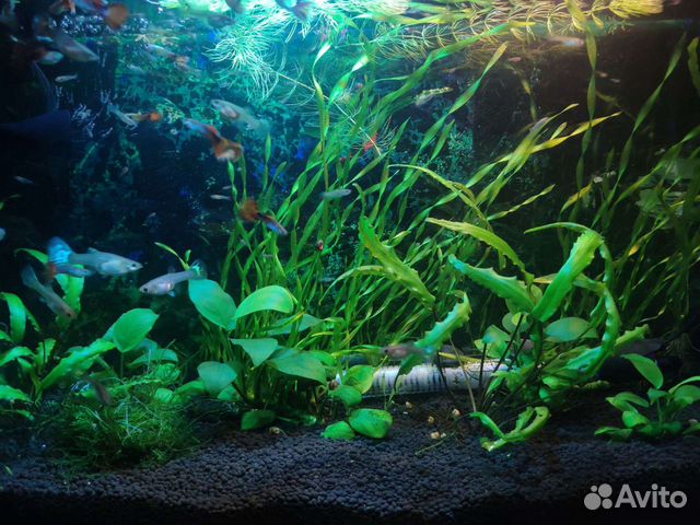 Гуппи мальки и подростки даром