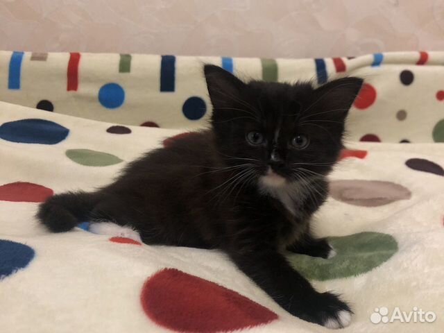 Котят в добрые руки