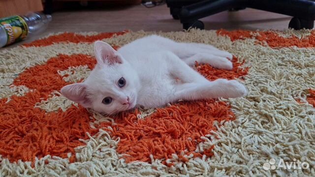 Кошки в добрые руки бесплатно