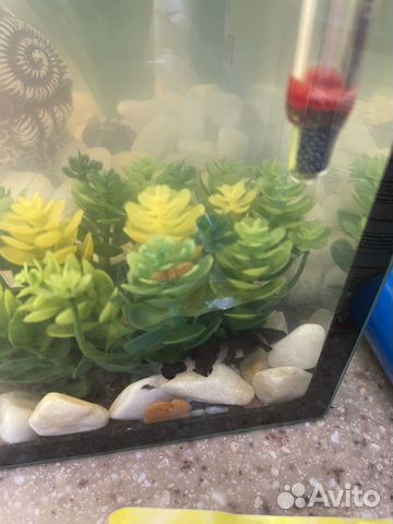 Аквариумные рыбки бесплатно