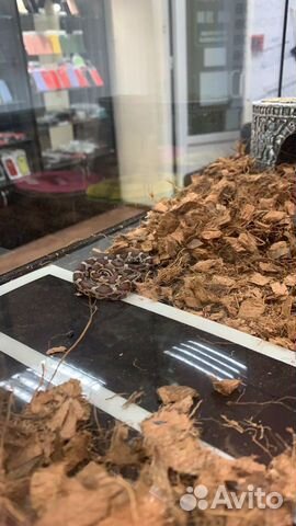 Маисовый полоз