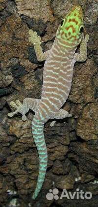 Фельзума Стандинга и флорариум