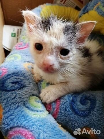Котенок в дар