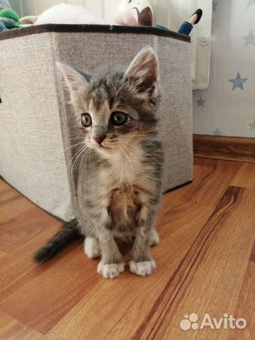 Котенок крысолов
