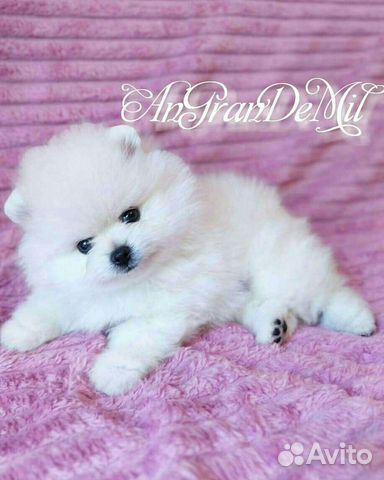 Белый мишутка