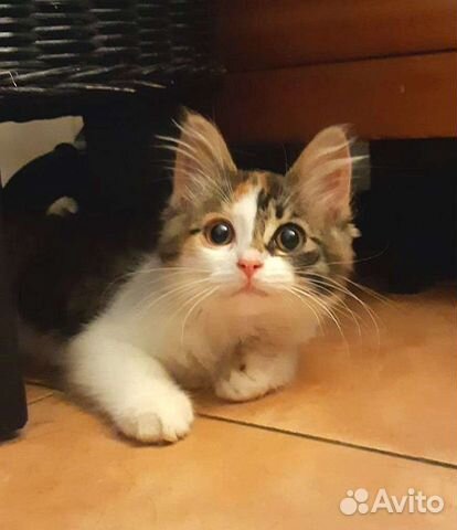 В добрые руки