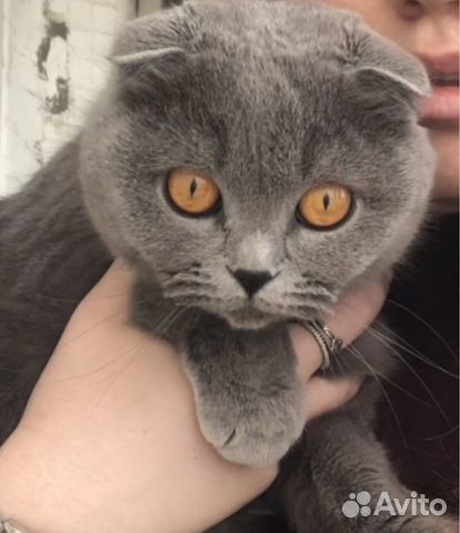 Вязка британская вислоухая кошка