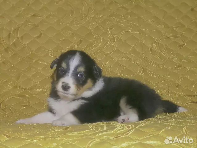 Щенятки Шелти