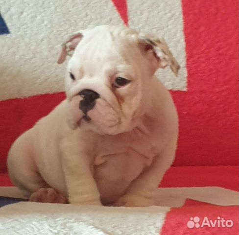 Шикарные щенки Английский бульдог