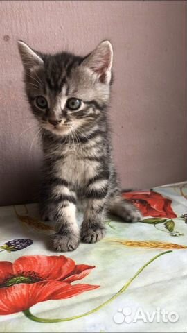 Малыши дворяне