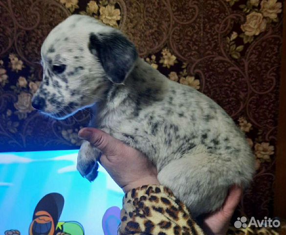 Щенки метисы далматина