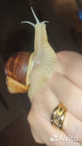 Улитки виноградные цена